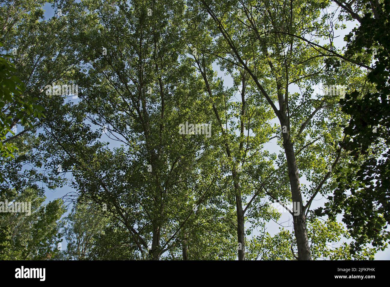 The uncontaminated nature of the Le Bine oasis Stock Photo - Alamy
