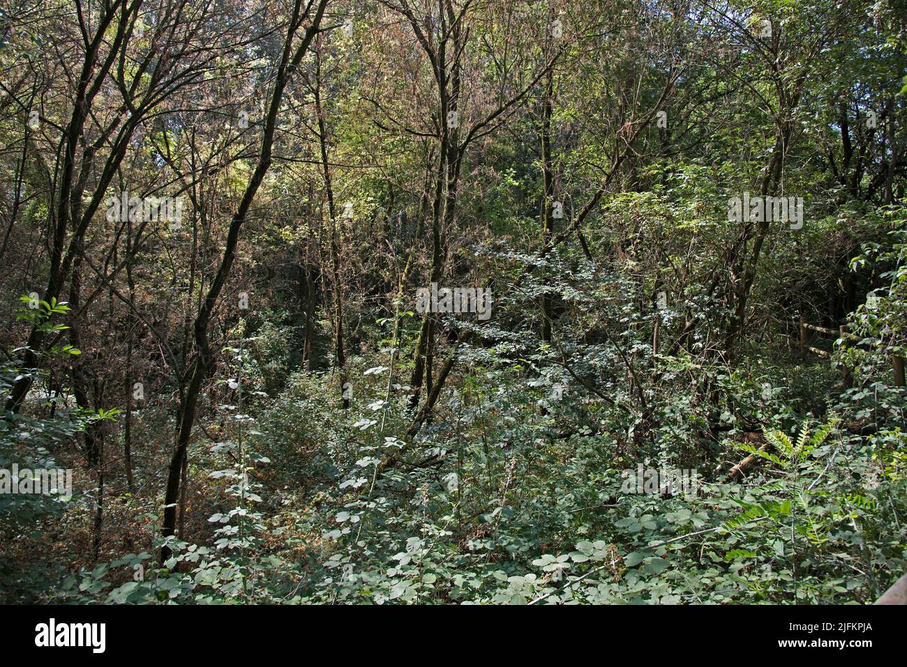 The uncontaminated nature of the Le Bine oasis Stock Photo - Alamy