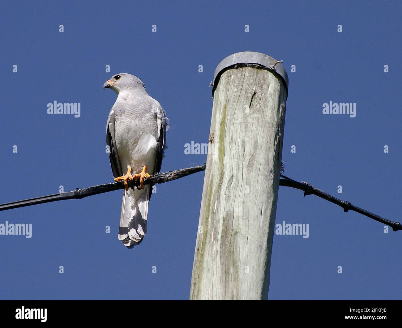 Grey goshawk australia hi-res stock photography and images - Alamy