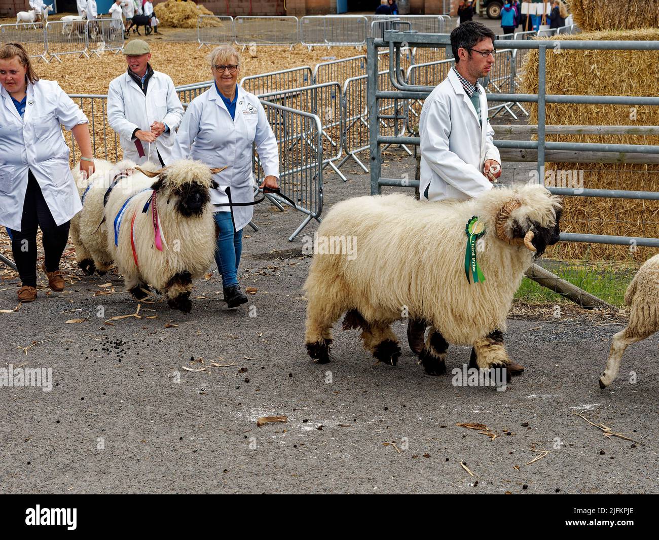 Prize sheep hi-res stock photography and images - Alamy
