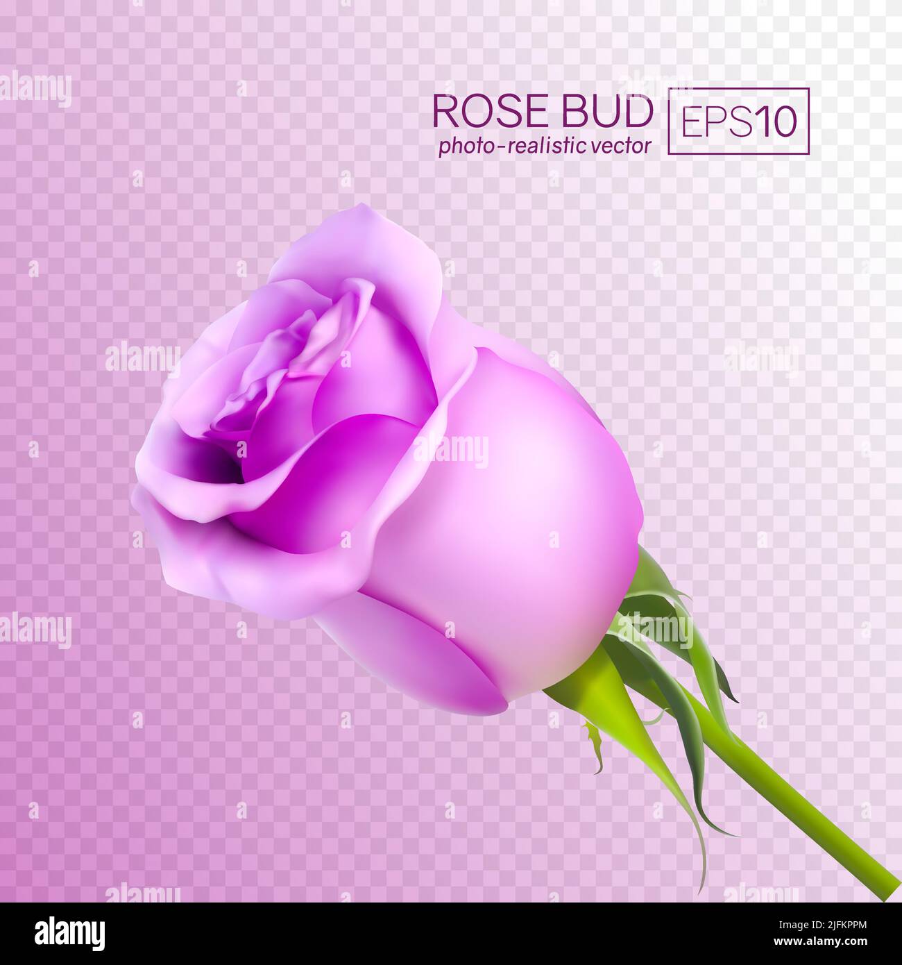 Realistic 3d vector rose on transparent background Stock Vector Image ...