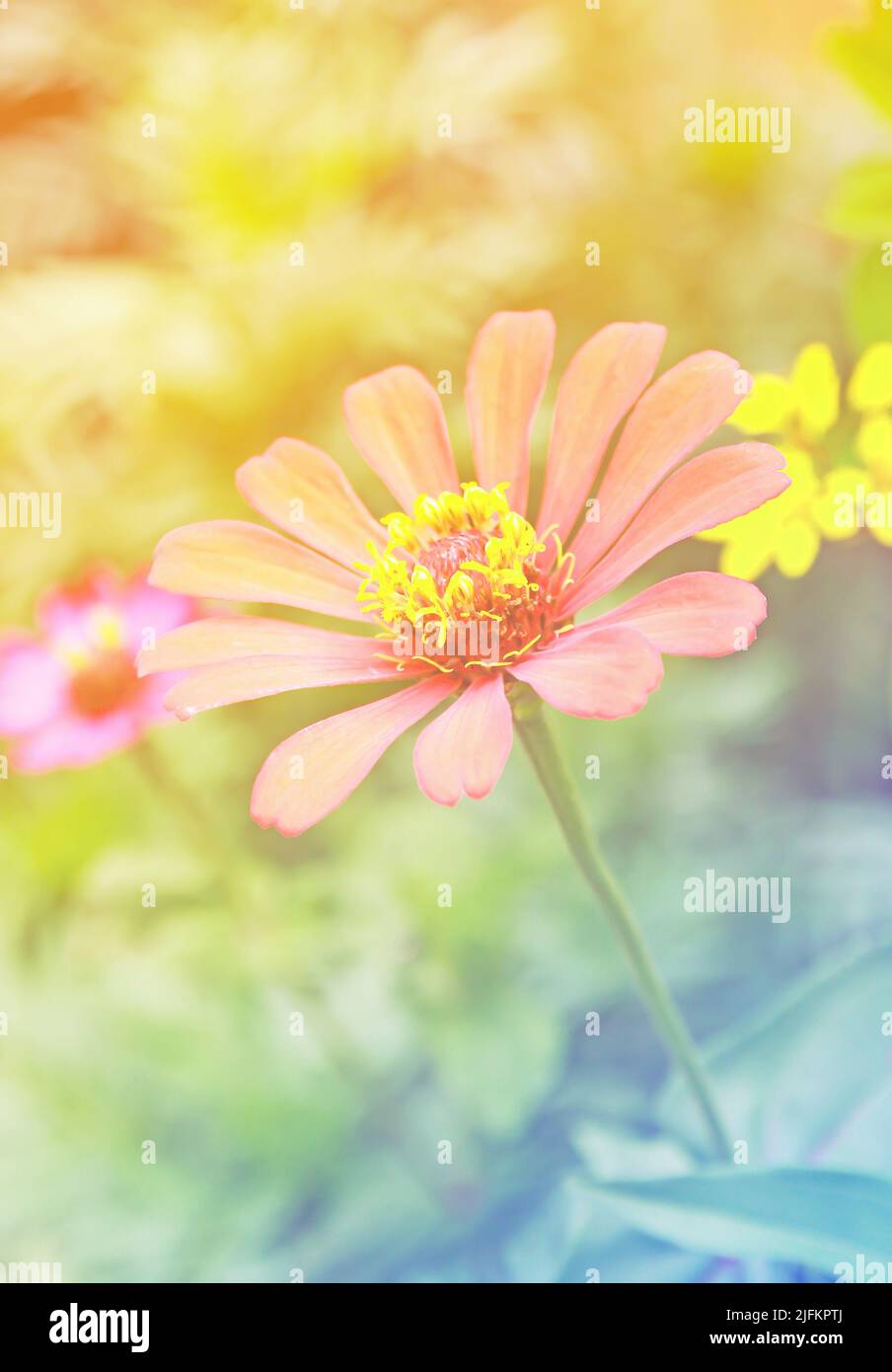 Close up Zinnia flower natural colourfully backgrounds Stock Photo - Alamy