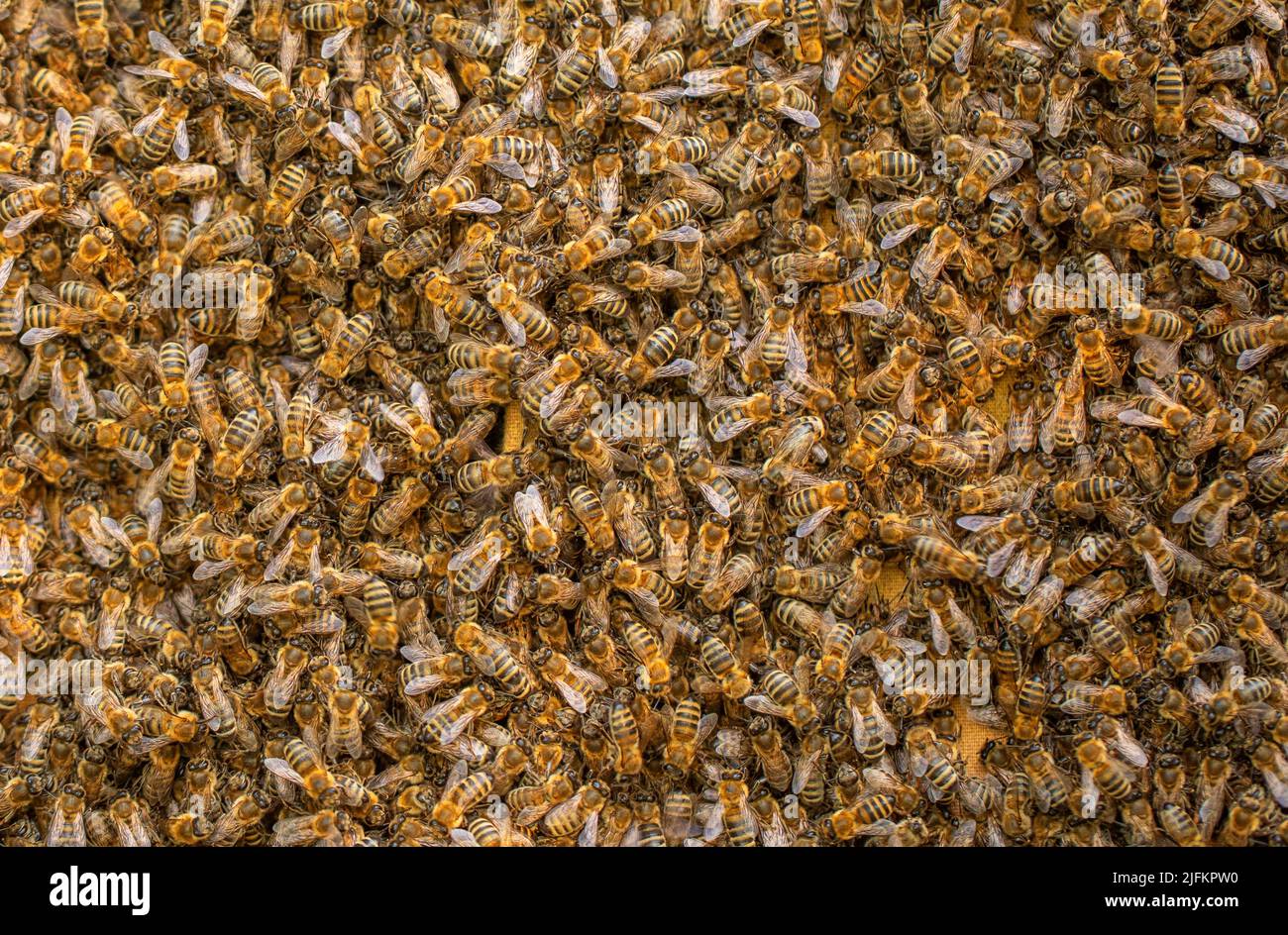 Honey bees. Swarm transplant. Texture. Lots of insects Stock Photo - Alamy