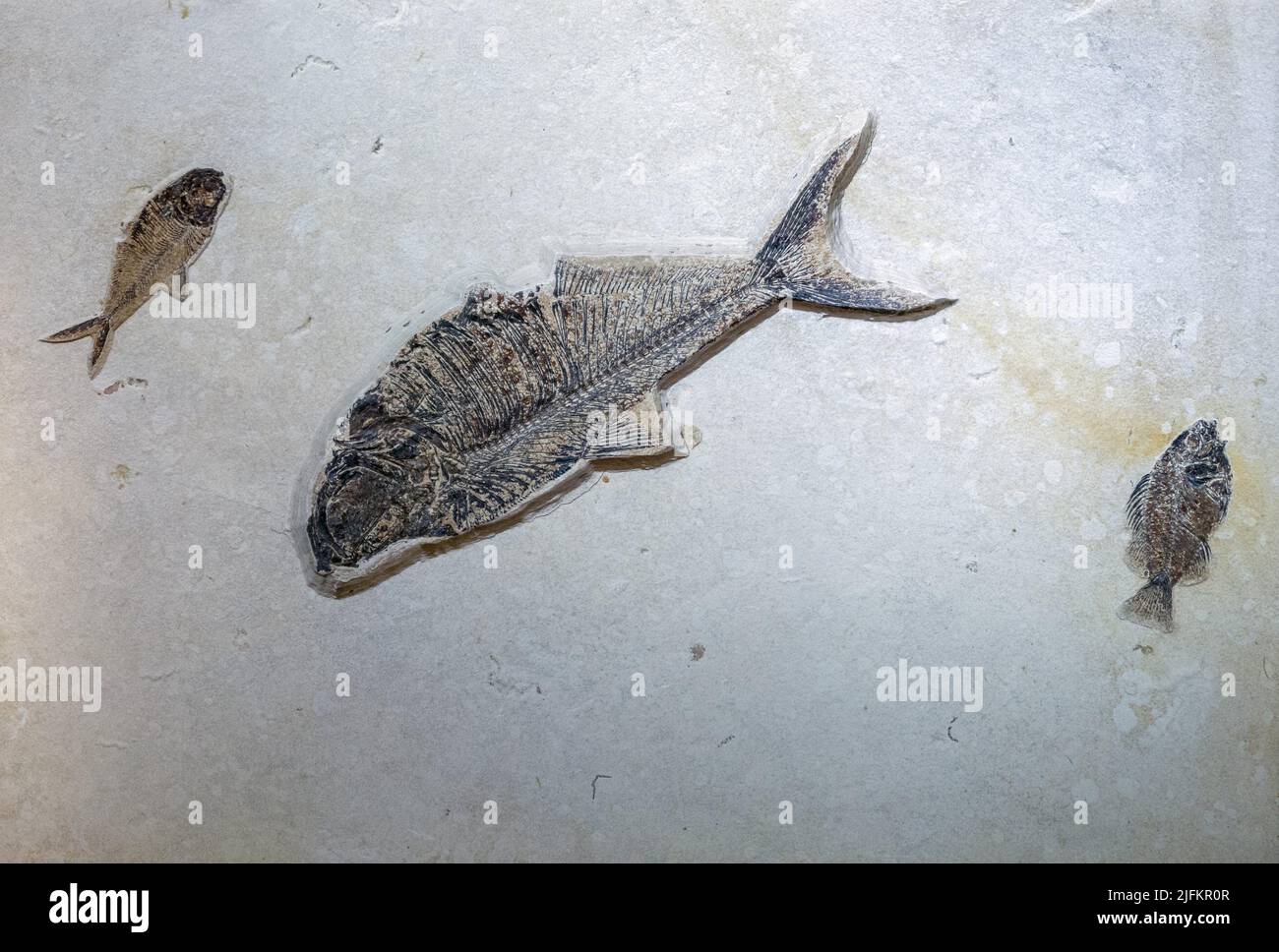 Fossil fish extinct hi-res stock photography and images - Alamy