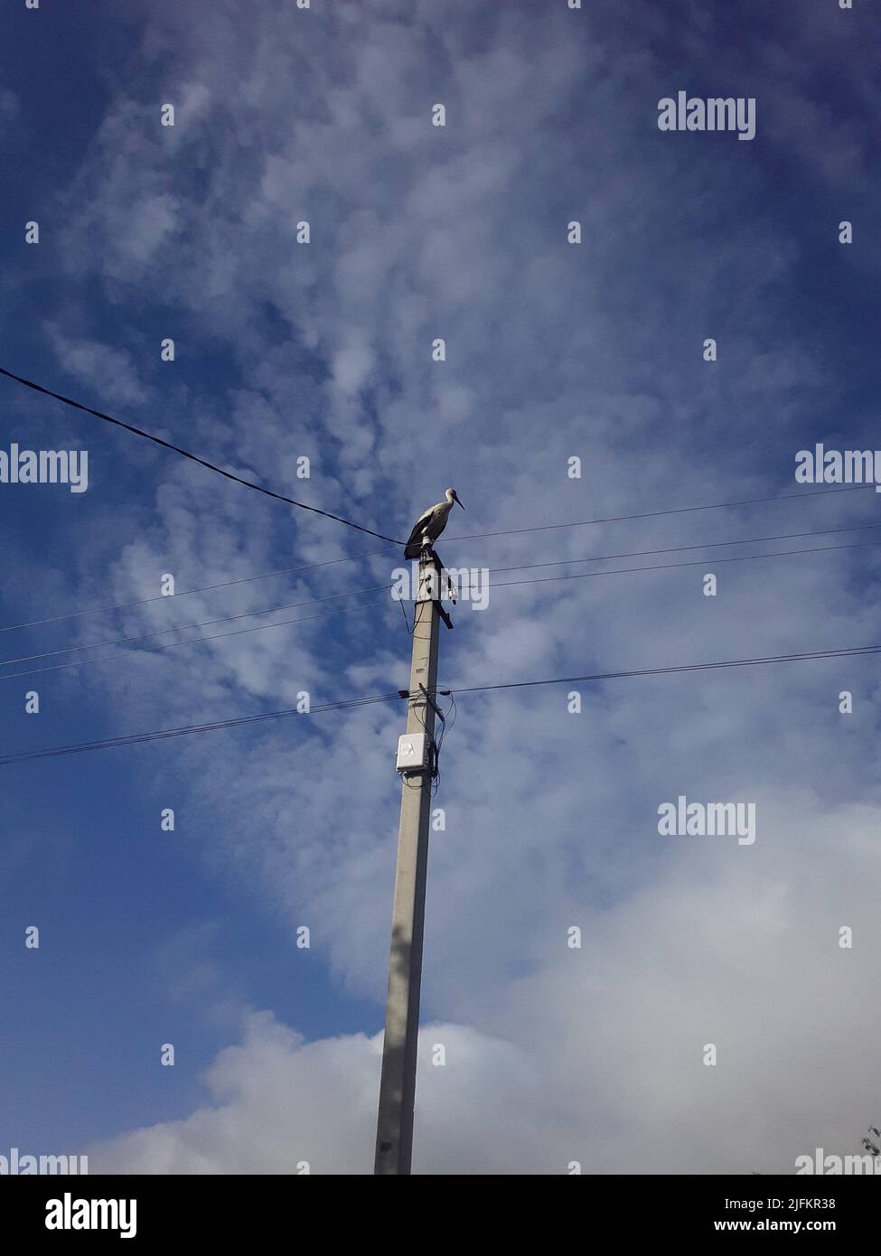 A stork stands on an a electric pole Stock Photo - Alamy
