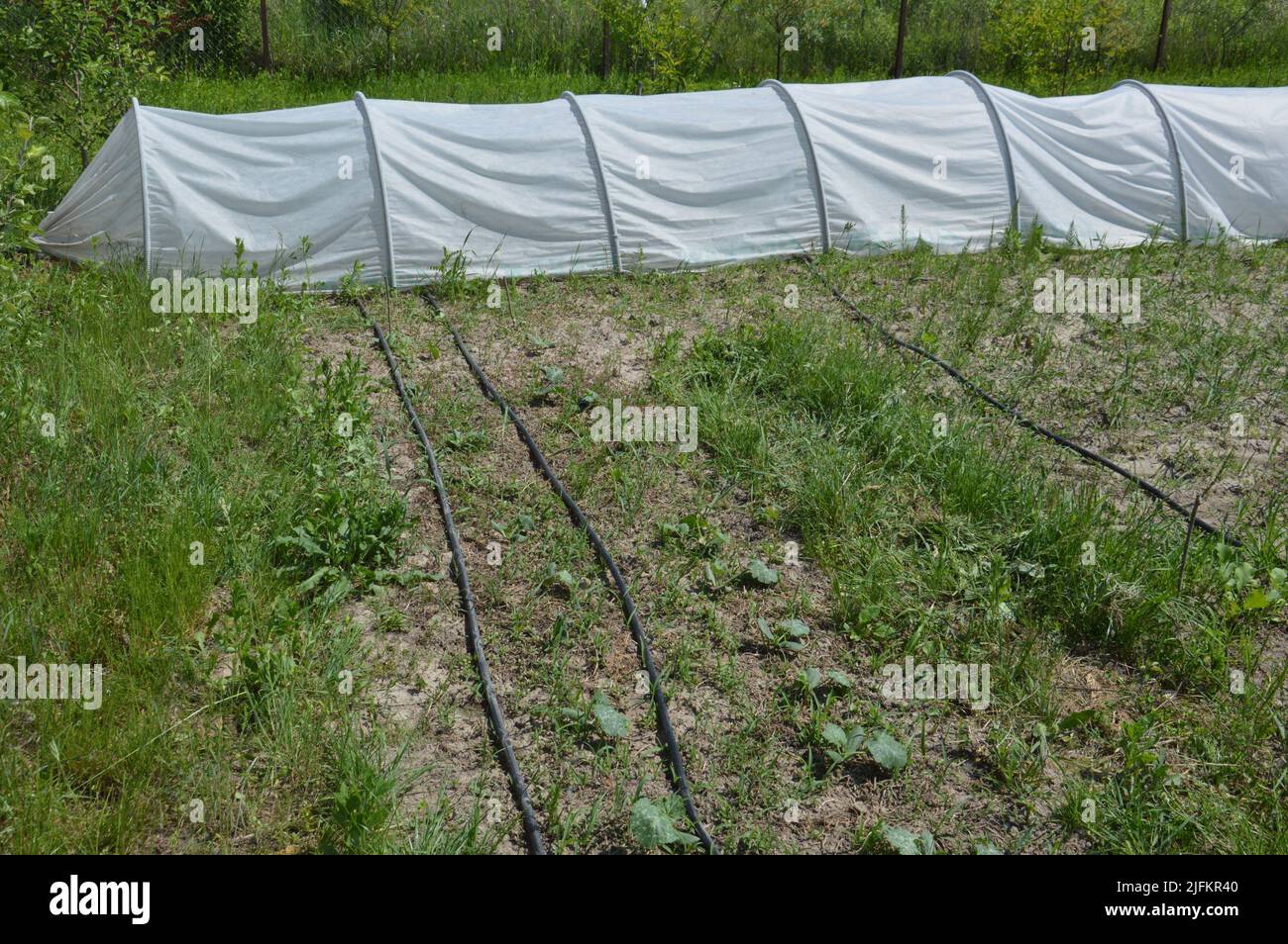 Drip irrigation system for a garden watering Stock Photo - Alamy