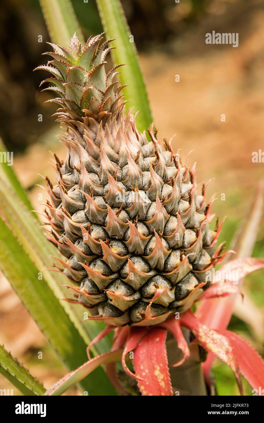 Pineapple stalk hi-res stock photography and images - Alamy