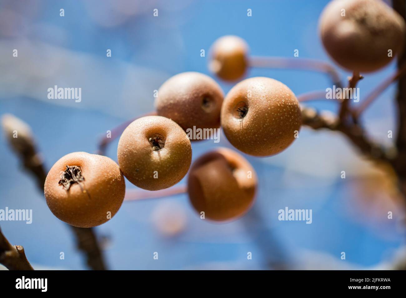 Wild nature backgrounds hi-res stock photography and images - Alamy