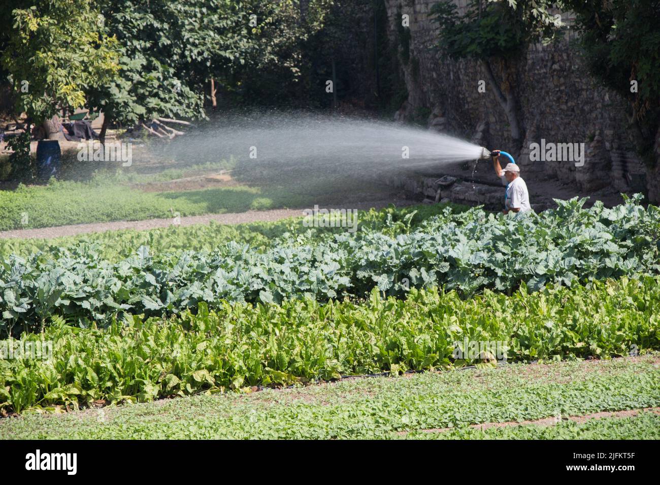 Man watering field growing sprouted agricultural crops Stock Photo - Alamy