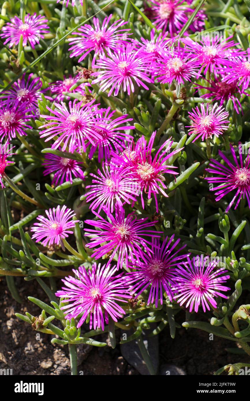 Seaside daisy flowers hi-res stock photography and images - Alamy
