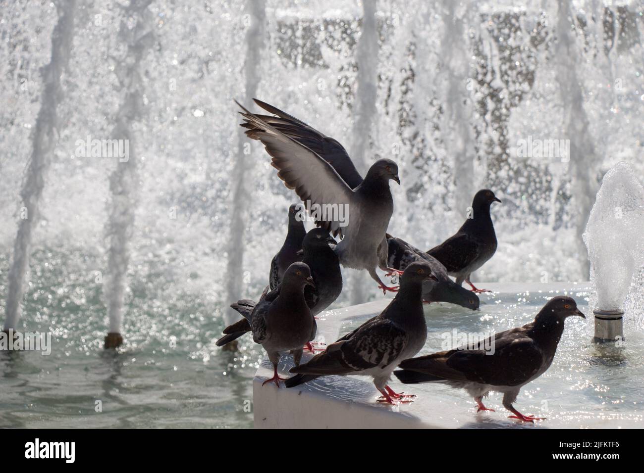 Fountain and pigeon hi-res stock photography and images - Alamy