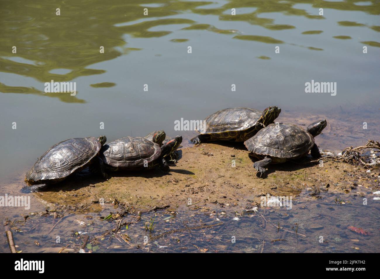 Lonely turtle hi-res stock photography and images - Alamy