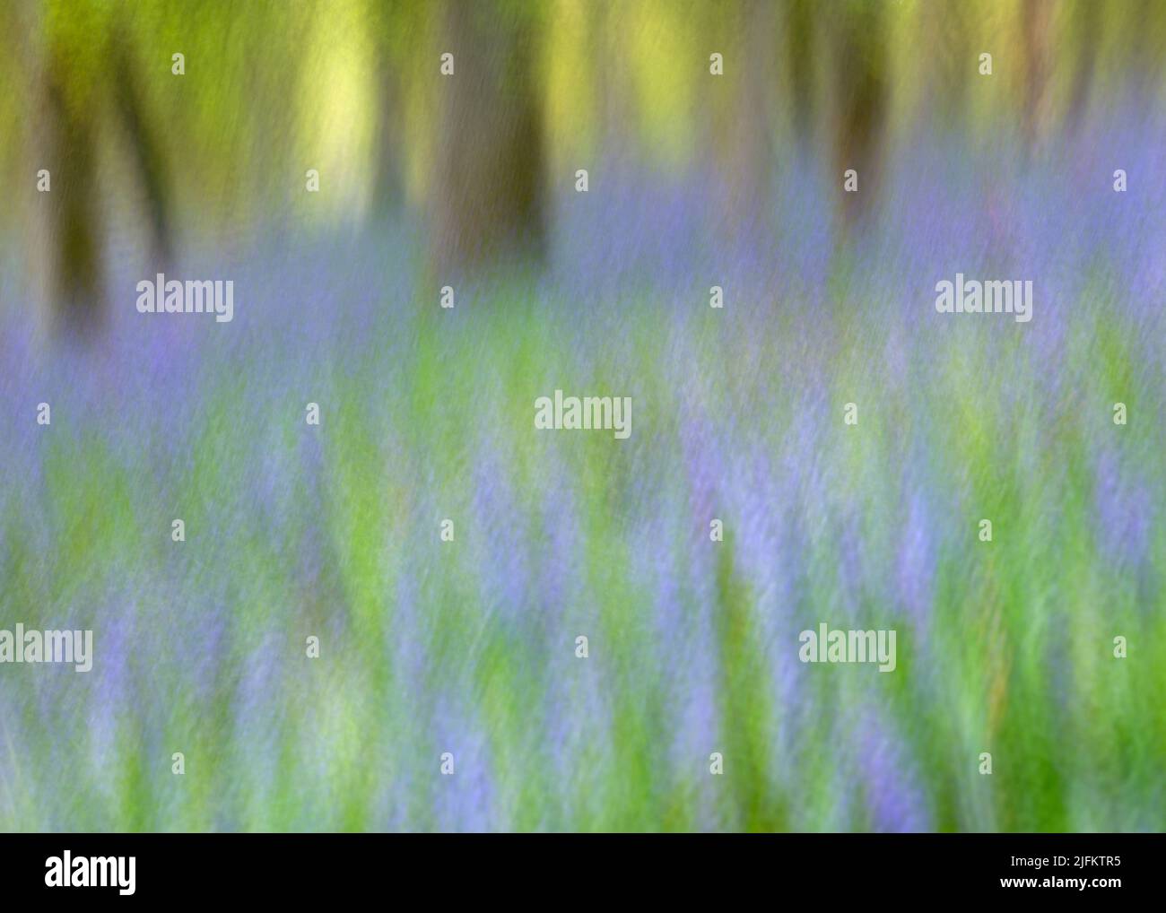 Kinclaven Bluebell Woods ICM Stock Photo - Alamy
