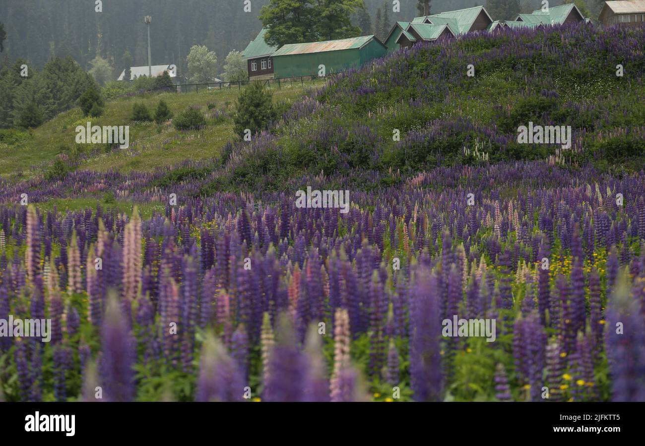 General view of of lavender flowers in the meadows of World Famous Ski ...