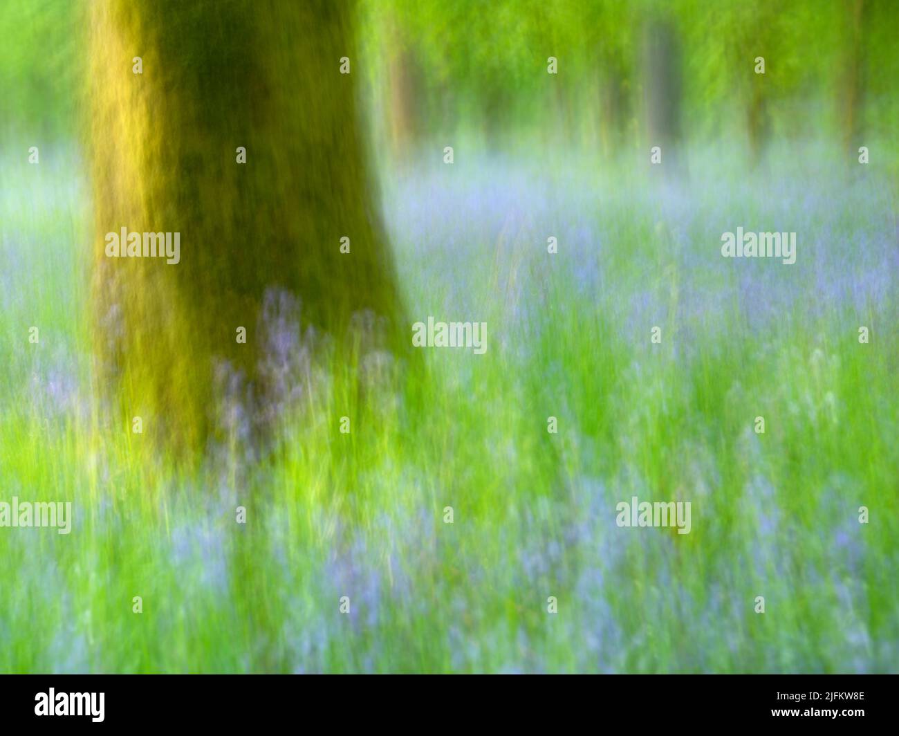 Kinclaven Bluebell Woods ICM Stock Photo - Alamy