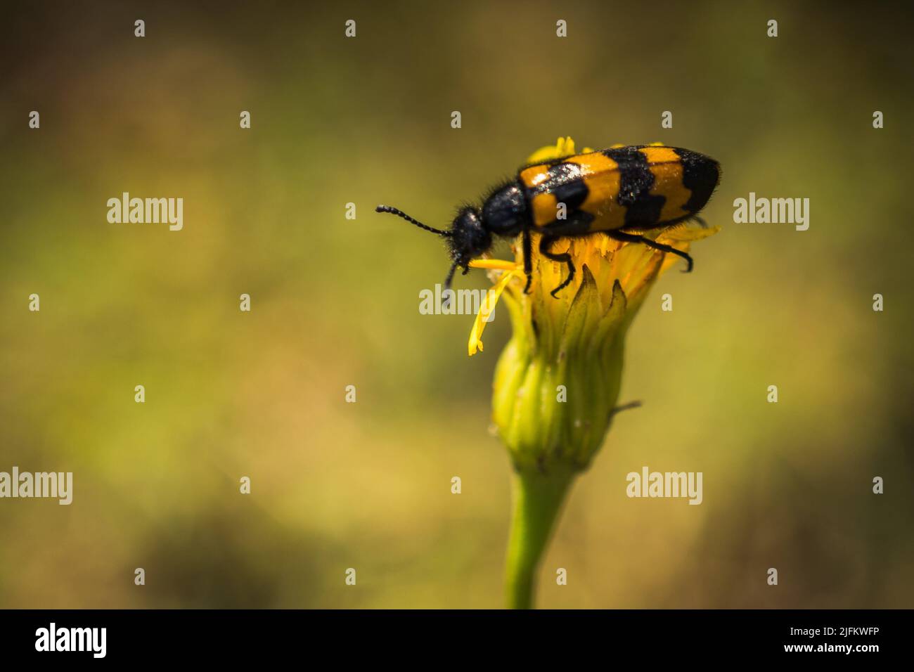Insect feeding hi-res stock photography and images - Alamy