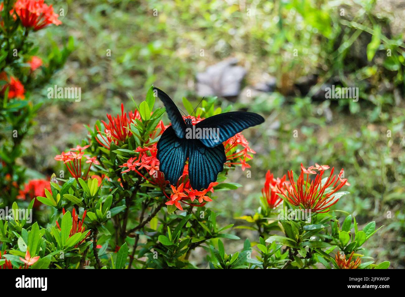 Big Tropical Butterfly in the Green Wilderness Stock Photo - Alamy