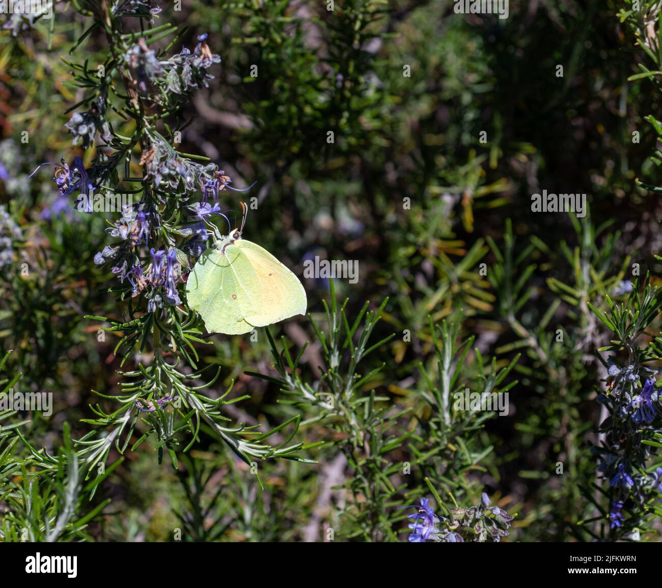 A lemon butterfly sitting on a blue flower the sides are branches of ...