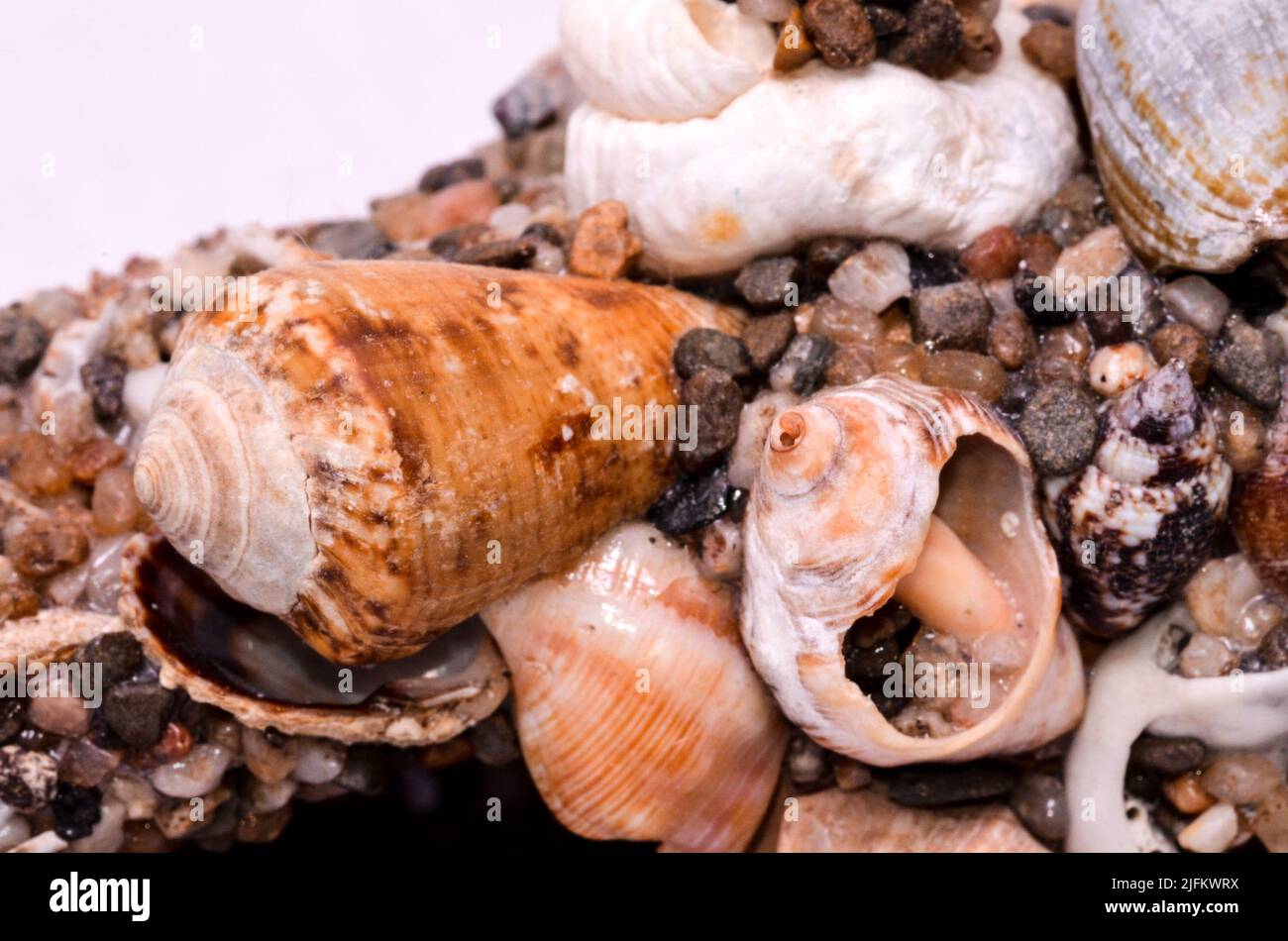 Texture Background of colored round sea shells Stock Photo - Alamy