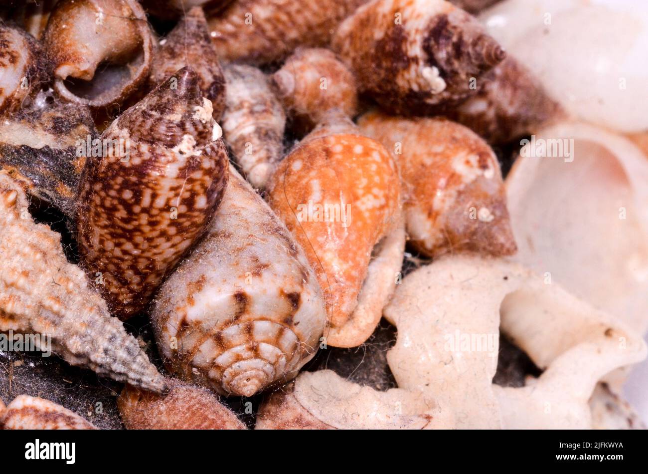 Texture Background of colored round sea shells Stock Photo - Alamy
