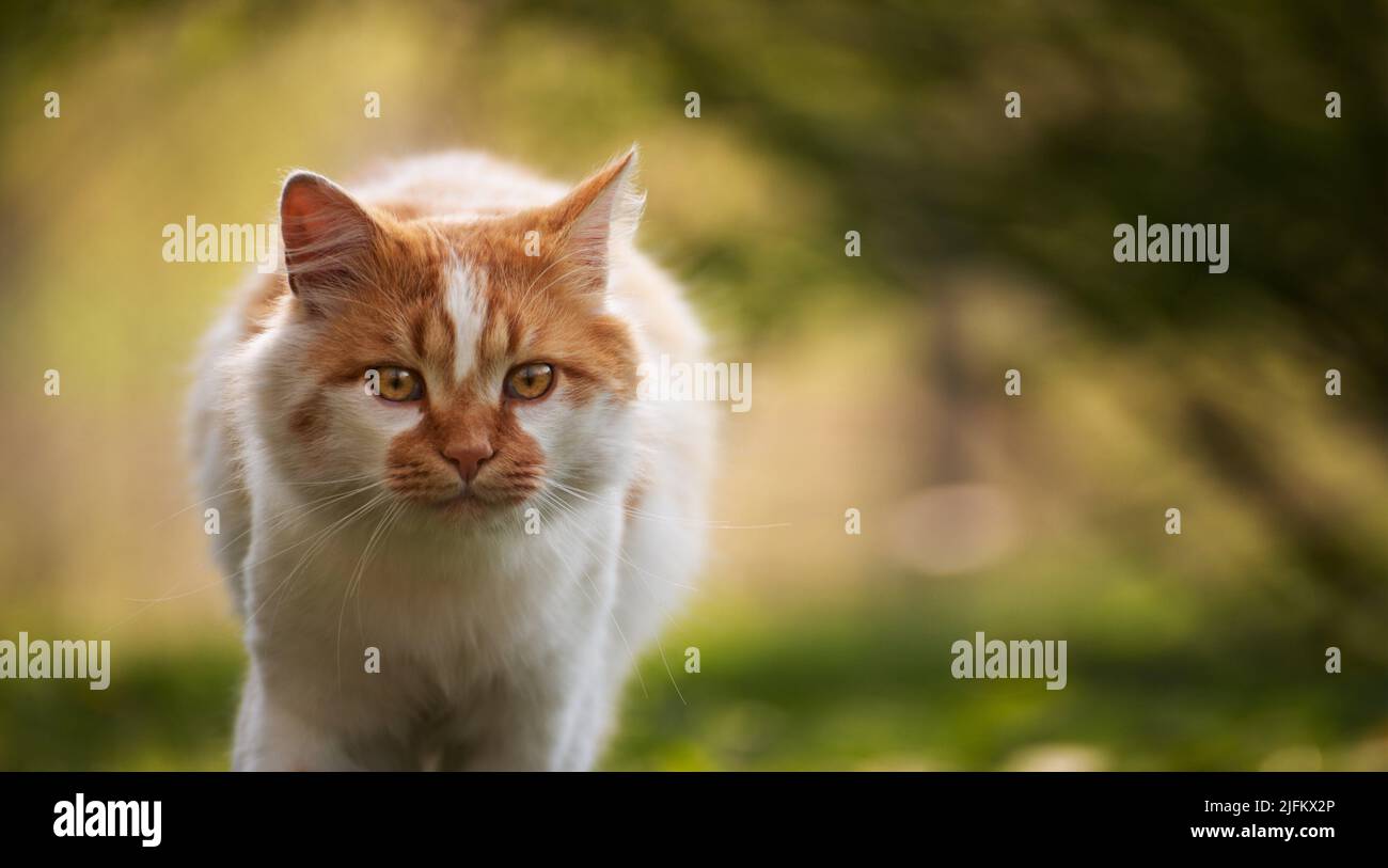 Cat walking outdoors hi-res stock photography and images - Alamy