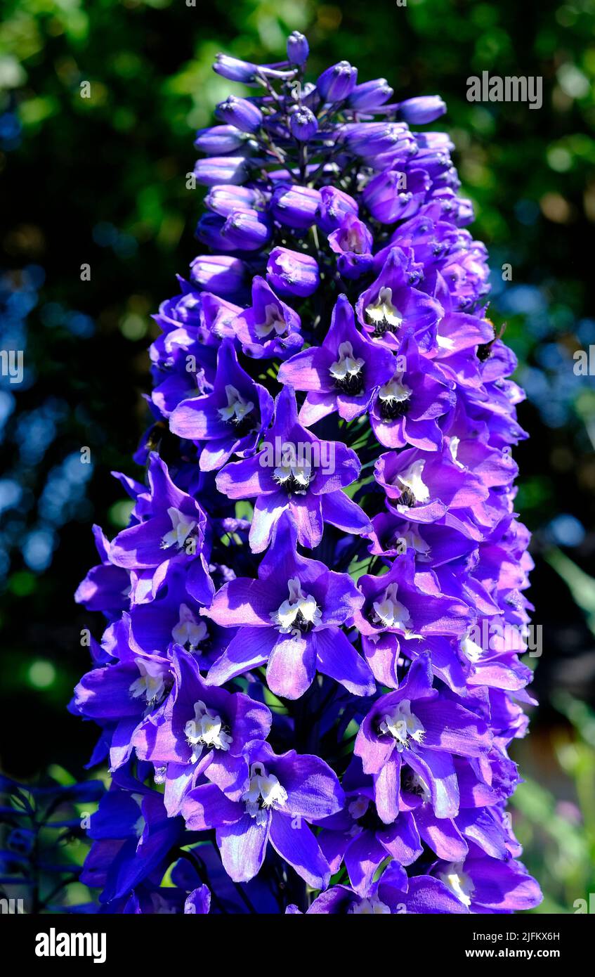 Purple delphinium hi-res stock photography and images - Alamy