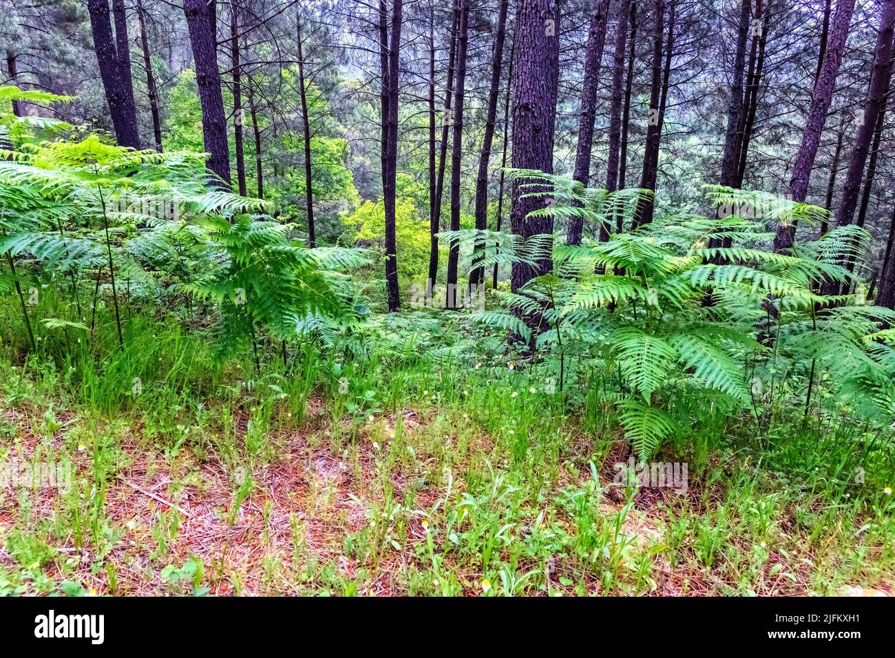 Helechos helechos helechos helechos hi-res stock photography and images ...