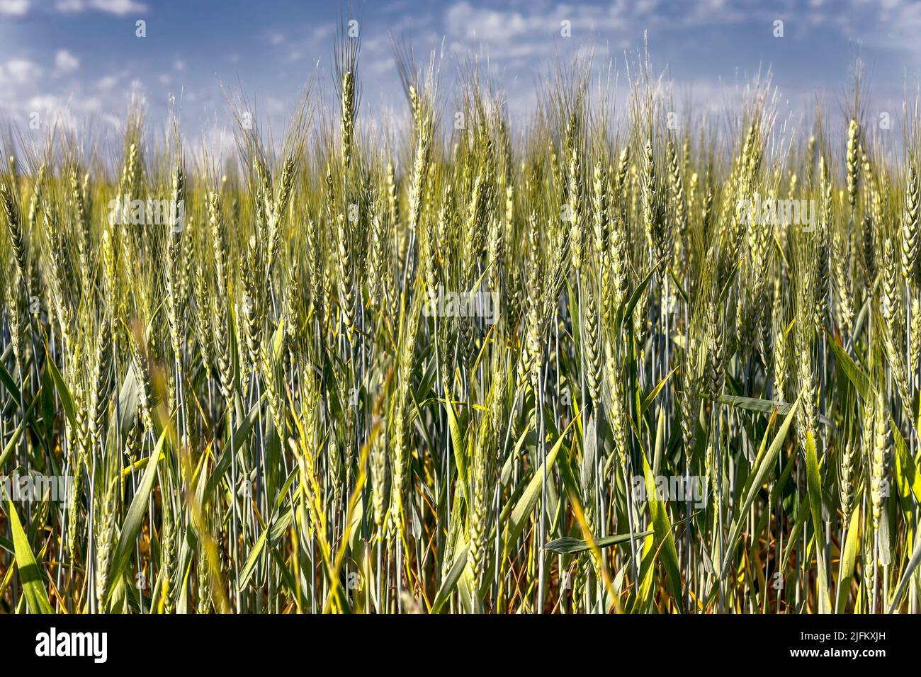 Barley hill hi-res stock photography and images - Alamy