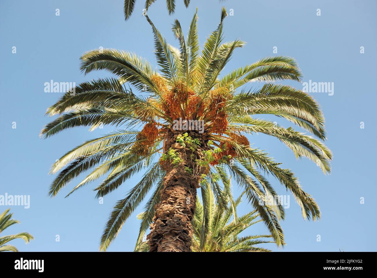 Date palm phoenix dactylifera morocco hi-res stock photography and ...