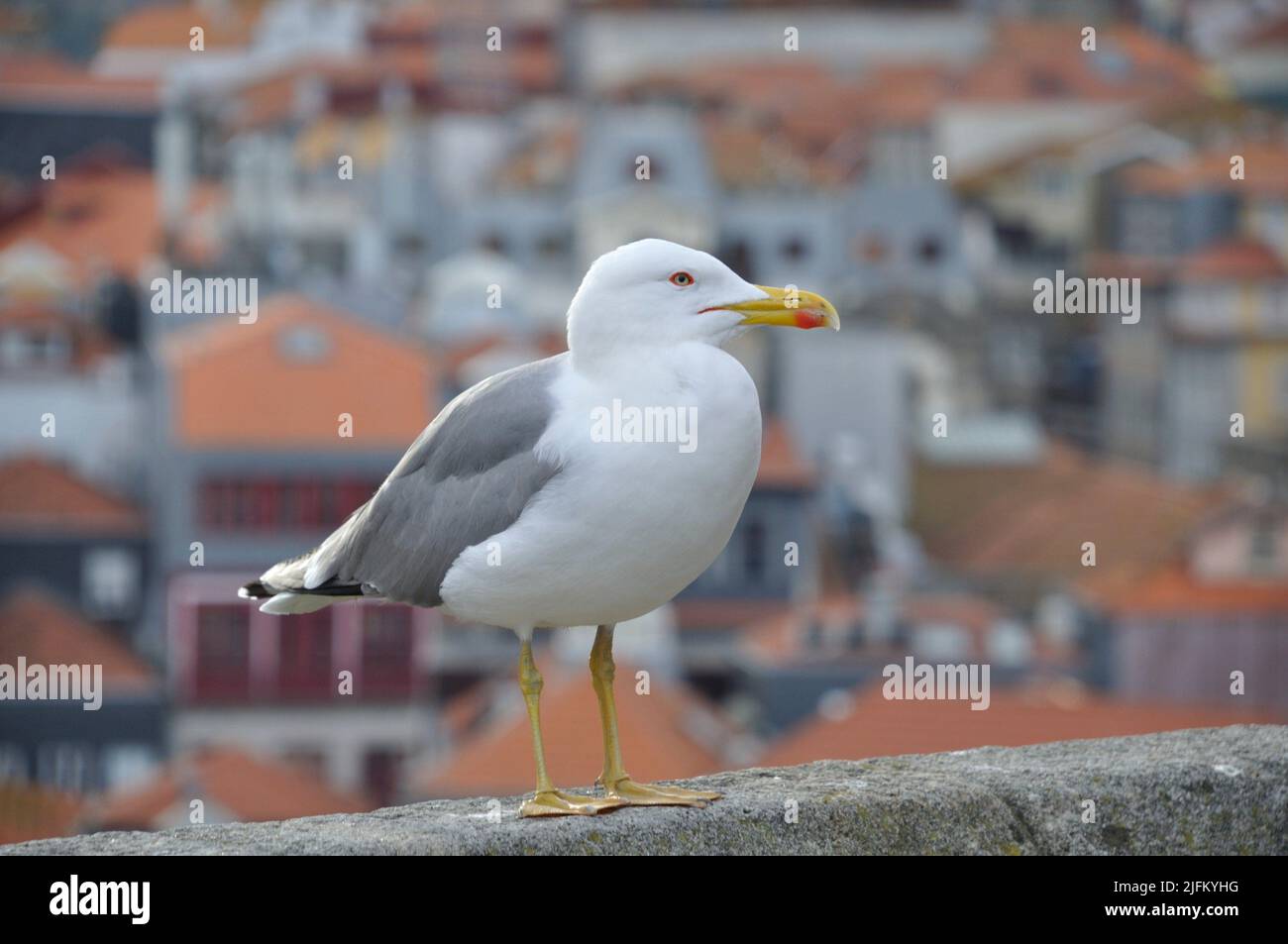 Xeme Gull
