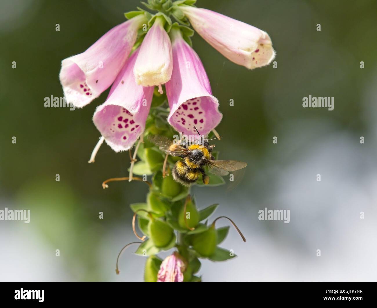 A white tailed bumblebee (Bombus lucorum) landing on a pink foxglove ...