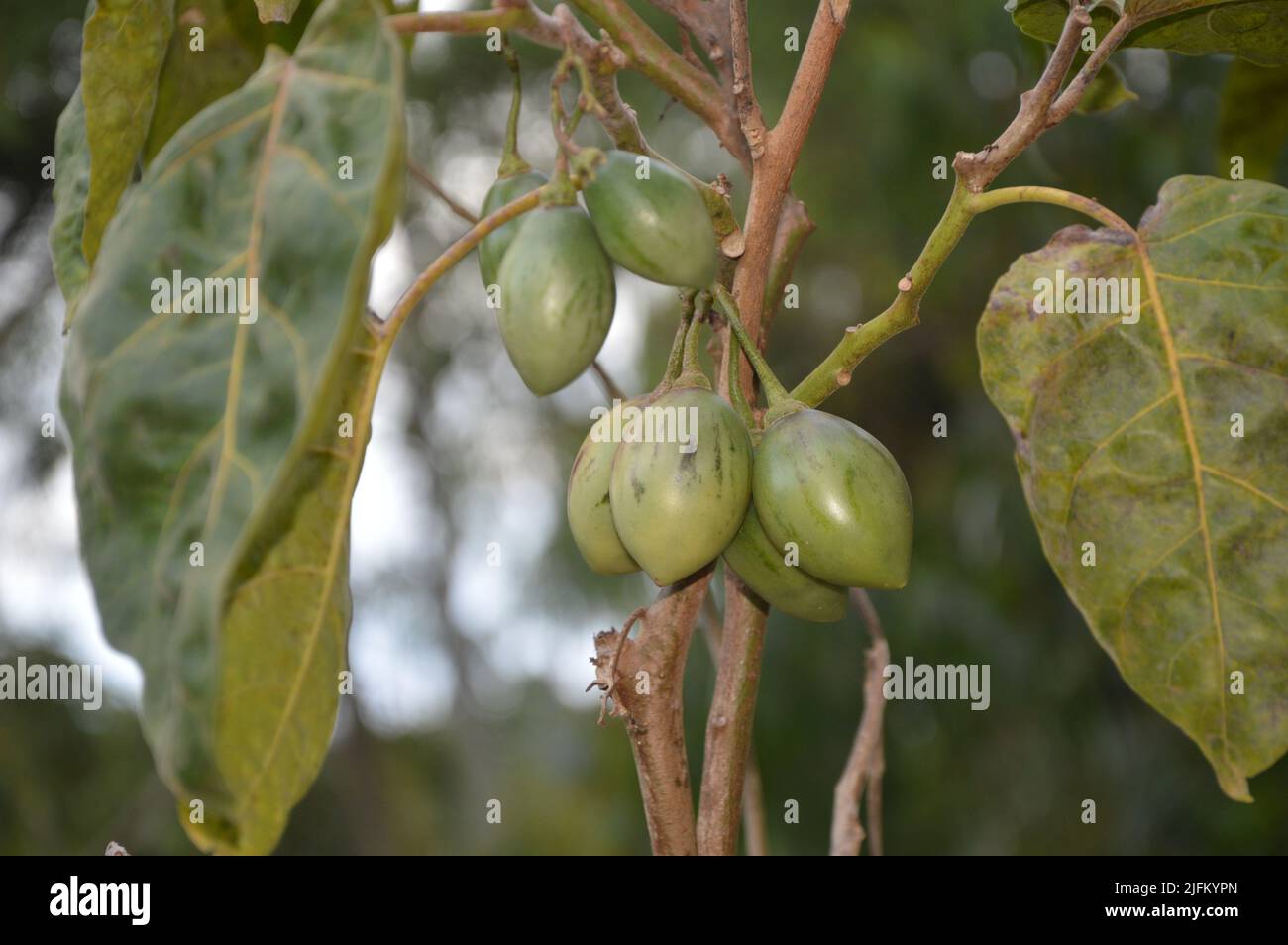 The unripe fruits of the tamarillo tree Stock Photo - Alamy