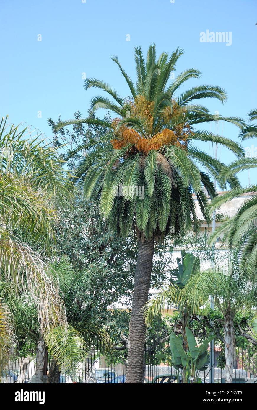 Spanish date palm tree hi-res stock photography and images - Alamy