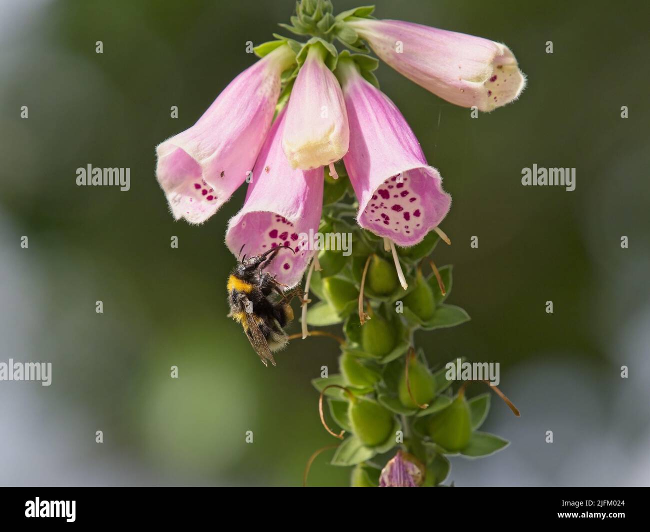 A white tailed bumblebee (Bombus lucorum) landing on a pink foxglove ...