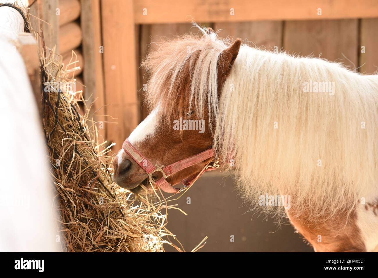 Pferde im stroh hi-res stock photography and images - Alamy