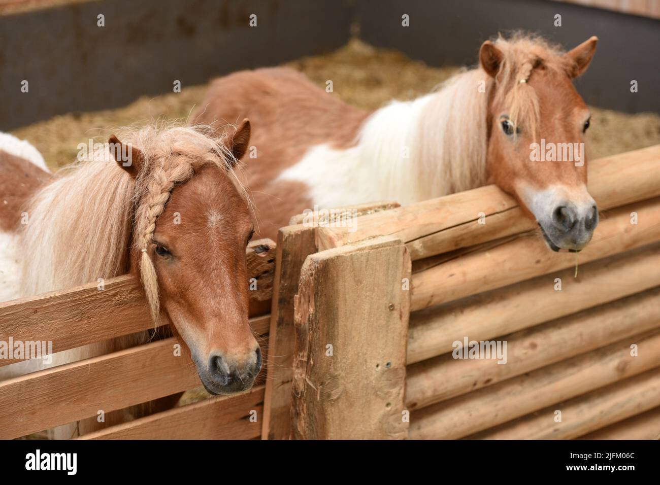 Pferd im Gut Aiderbichl in Deggendorf, Bayern, Deutschland - Horse at ...
