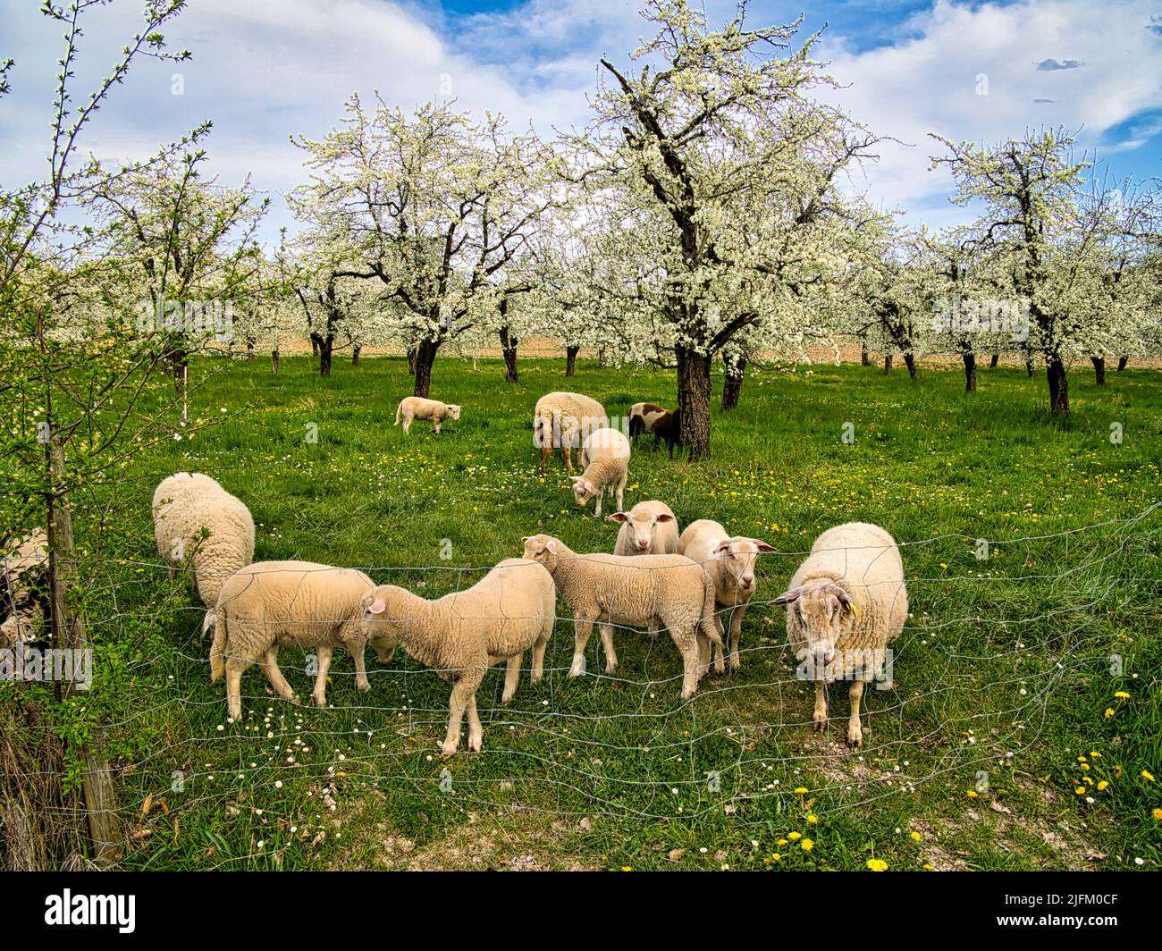 Sheep france lot hi-res stock photography and images - Alamy