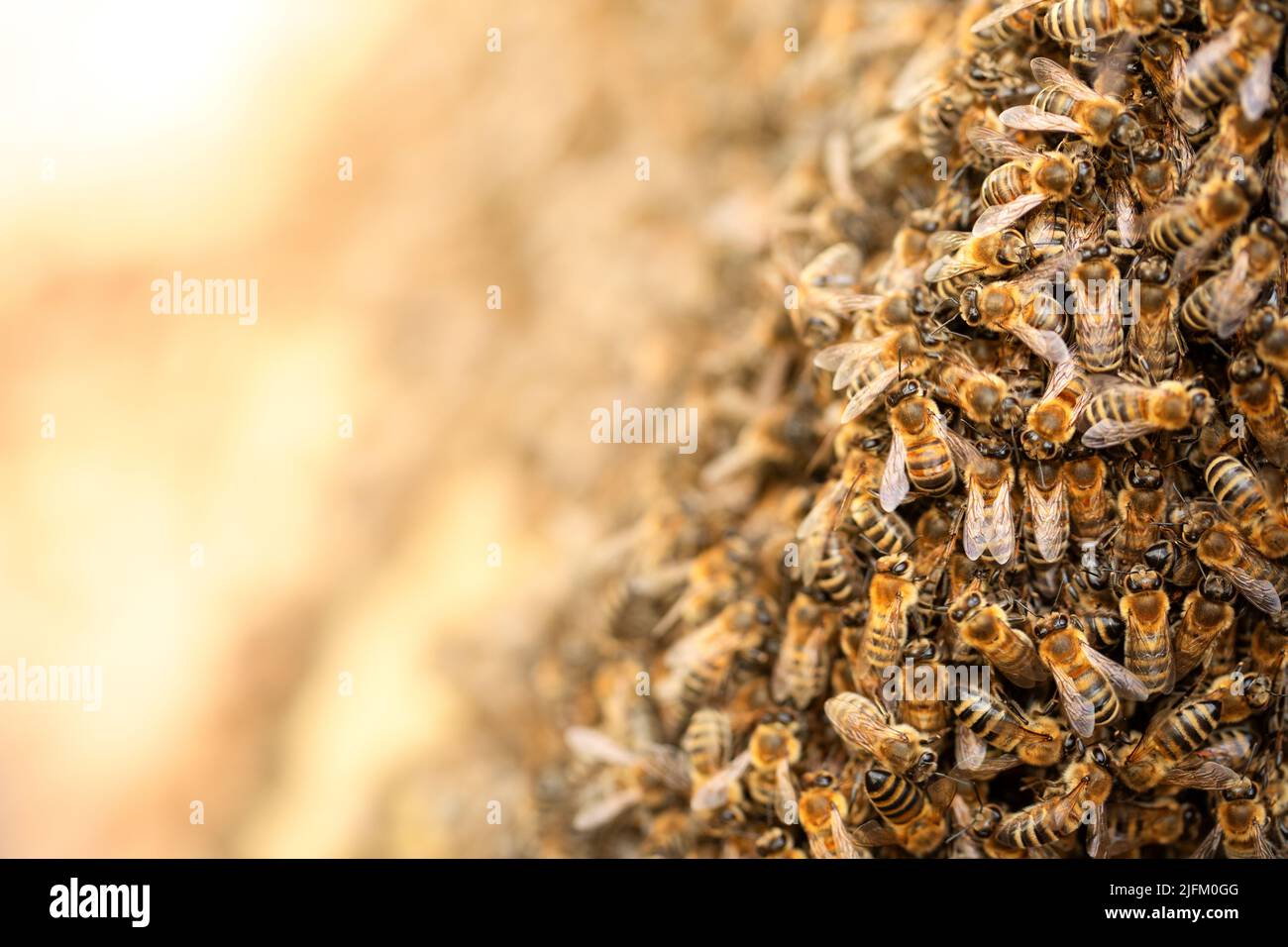 Honey bees. Swarm transplant. Texture. Lots of insects Stock Photo - Alamy