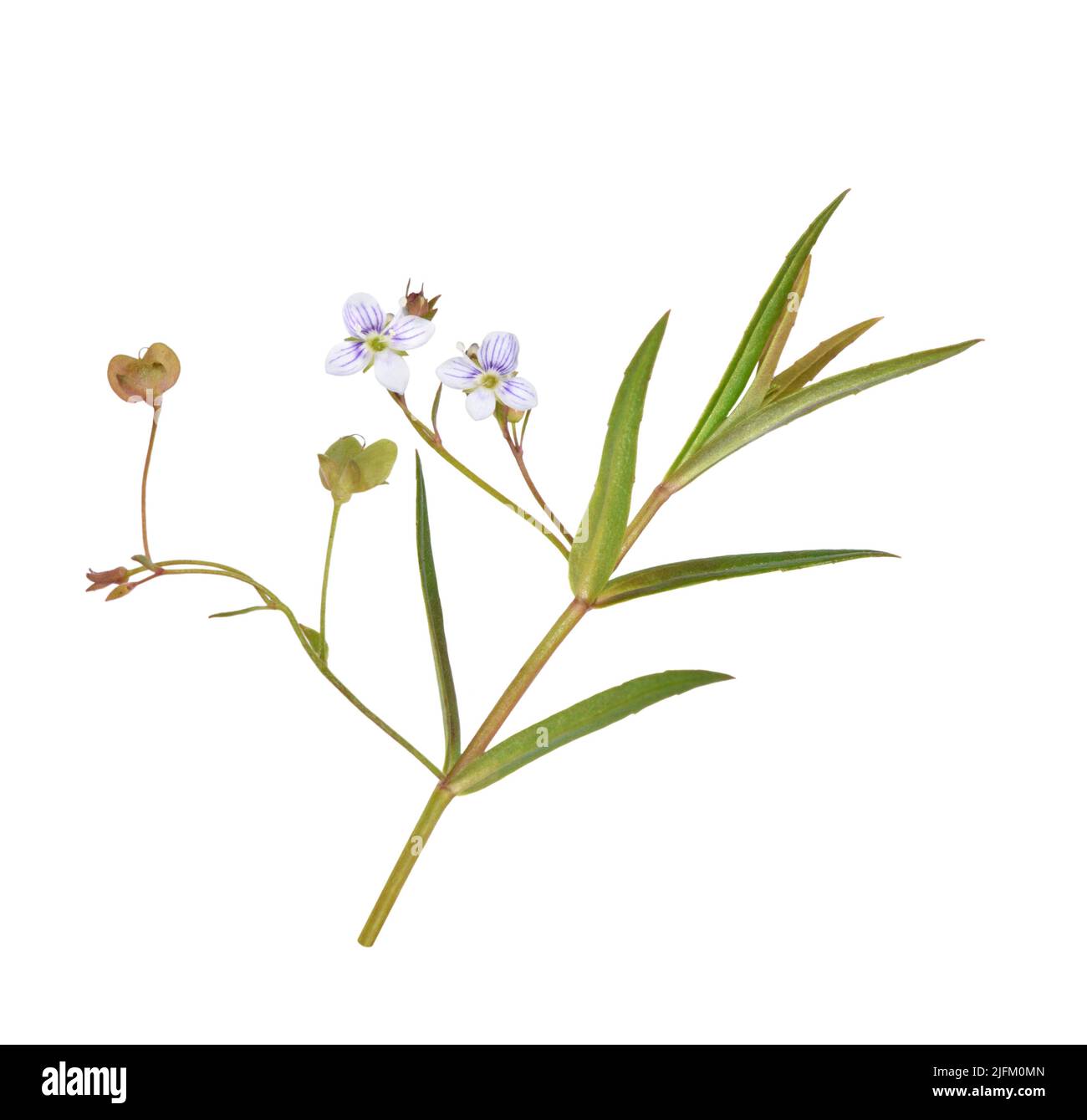 Marsh Speedwell - Veronica scutellata Stock Photo - Alamy