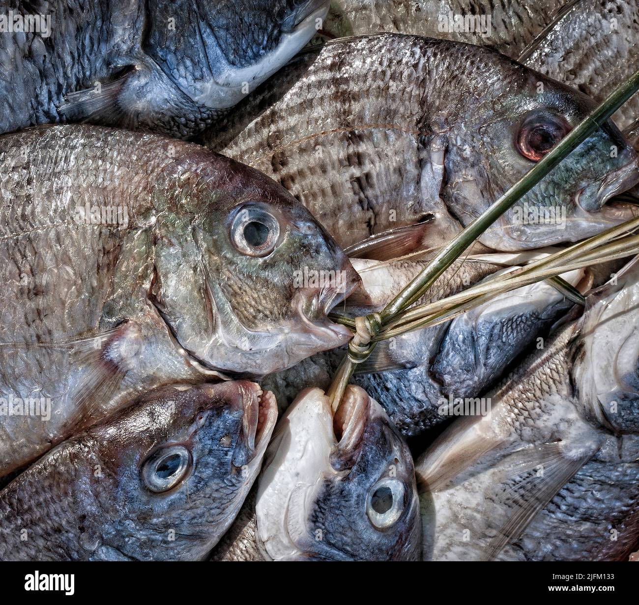 White steenbras fish hi-res stock photography and images - Alamy