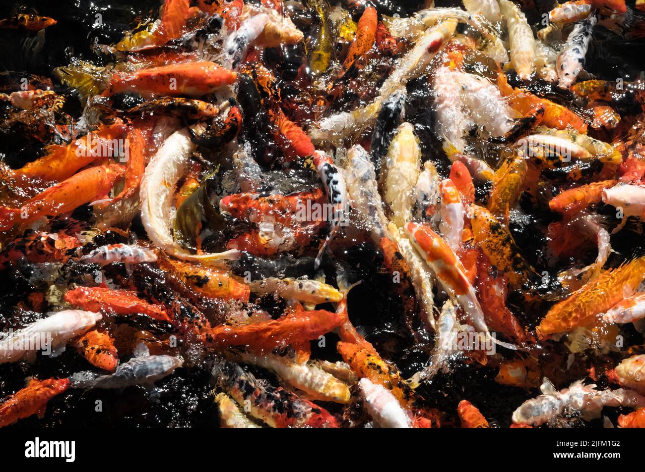 Many koi fish japanese hi-res stock photography and images - Alamy