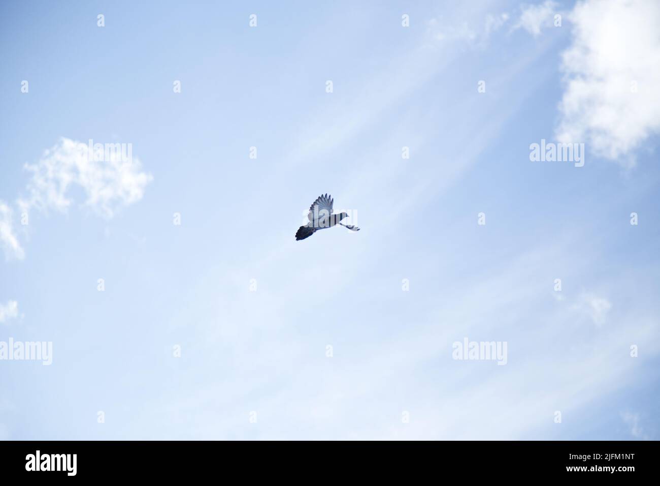 A low angle shot of dove in flight Stock Photo - Alamy