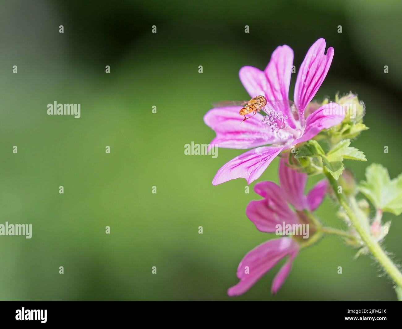 A hover fly (Syrphidae) landing on a purple flower on a plant with ...