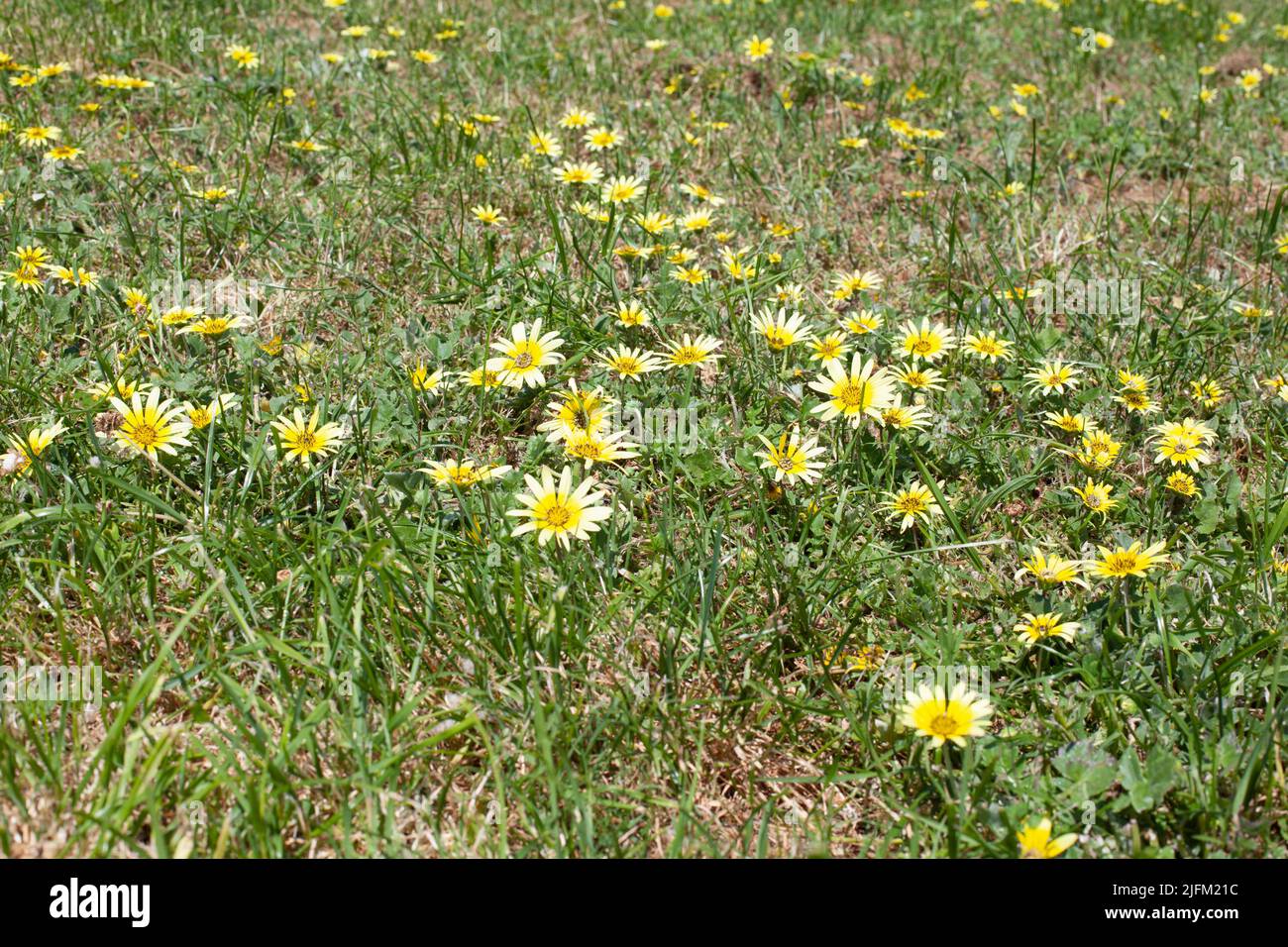 Simple yellow flowers hi-res stock photography and images - Alamy