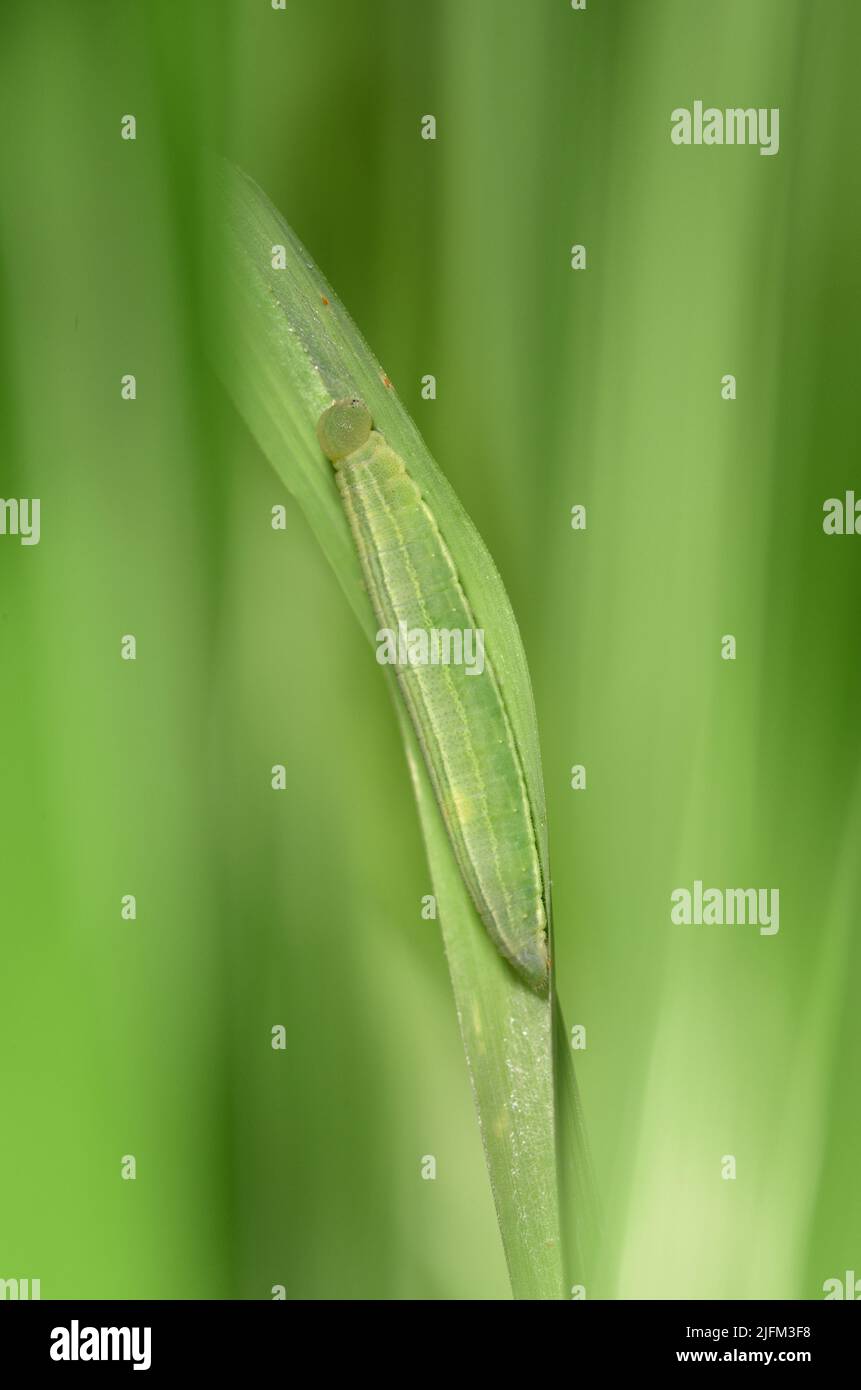Small skipper caterpillar hi-res stock photography and images - Alamy