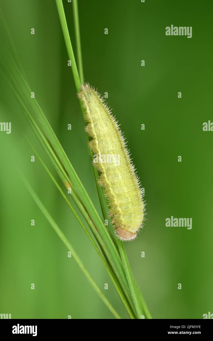 Gatekeeper butterfly caterpillar hi-res stock photography and images ...