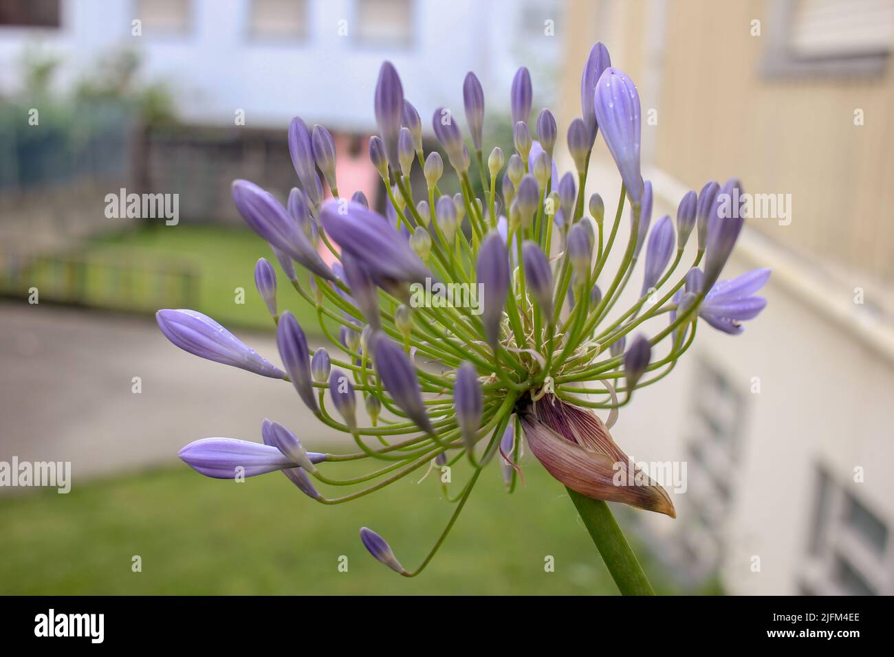Agapanthus varieties hi-res stock photography and images - Alamy