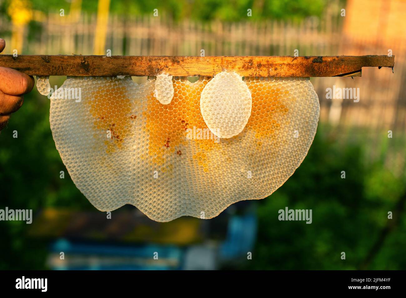 Empty fresh honeycombs. Abstract natural background. close up Stock ...
