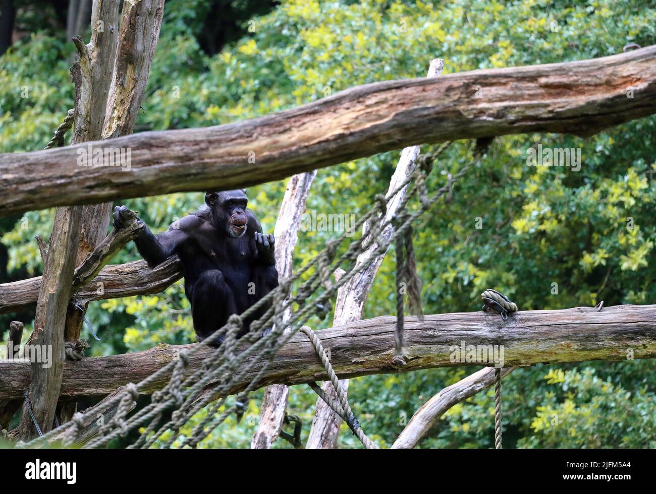 Relaxing chimp hi-res stock photography and images - Alamy
