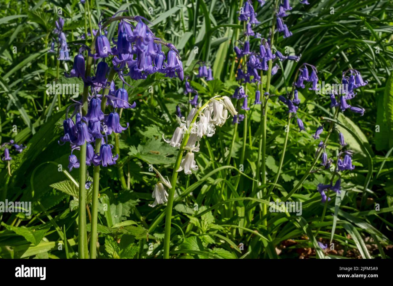 Close up of English wild bluebells blue and white flower flowers ...